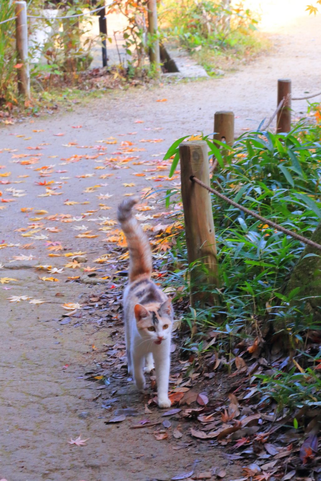 「猫と過ごした不思議な時間」浄瑠璃寺│ゆかし日本、猫めぐり#13 | web太陽 ― webtaiyo