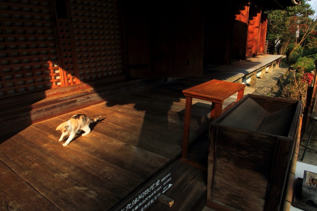 「猫と過ごした不思議な時間」浄瑠璃寺│ゆかし日本、猫めぐり#13 | web太陽 ― webtaiyo