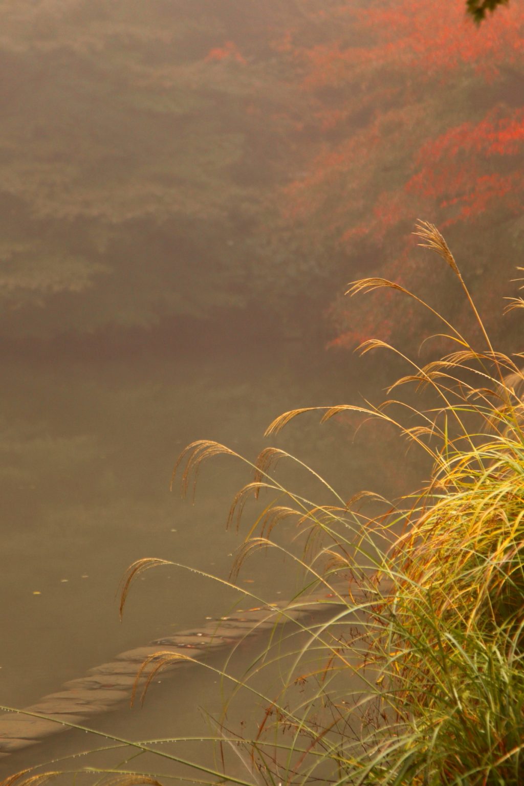 「猫と過ごした不思議な時間」浄瑠璃寺│ゆかし日本、猫めぐり#13 | web太陽 ― webtaiyo