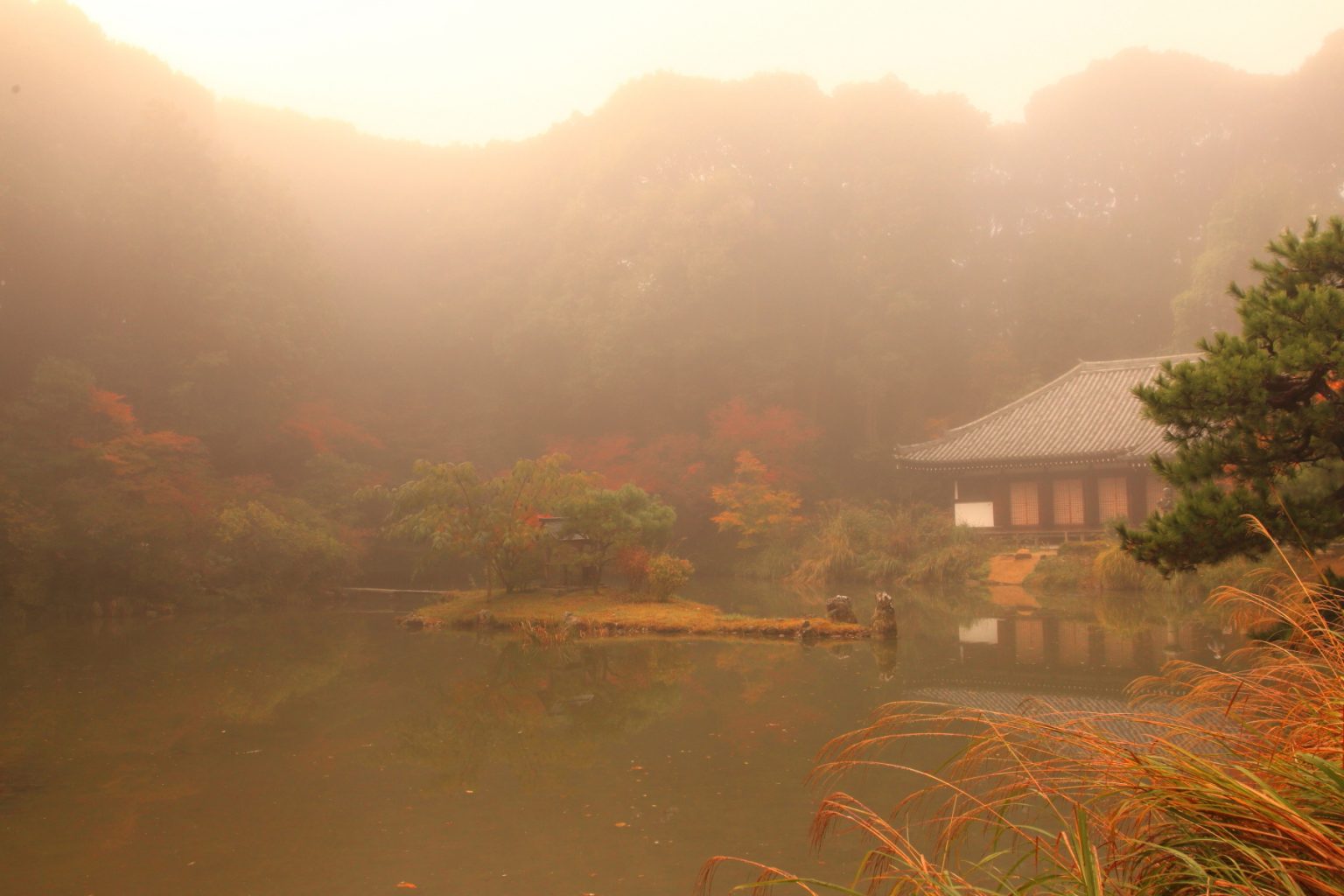 「猫と過ごした不思議な時間」浄瑠璃寺│ゆかし日本、猫めぐり#13 | web太陽 ― webtaiyo
