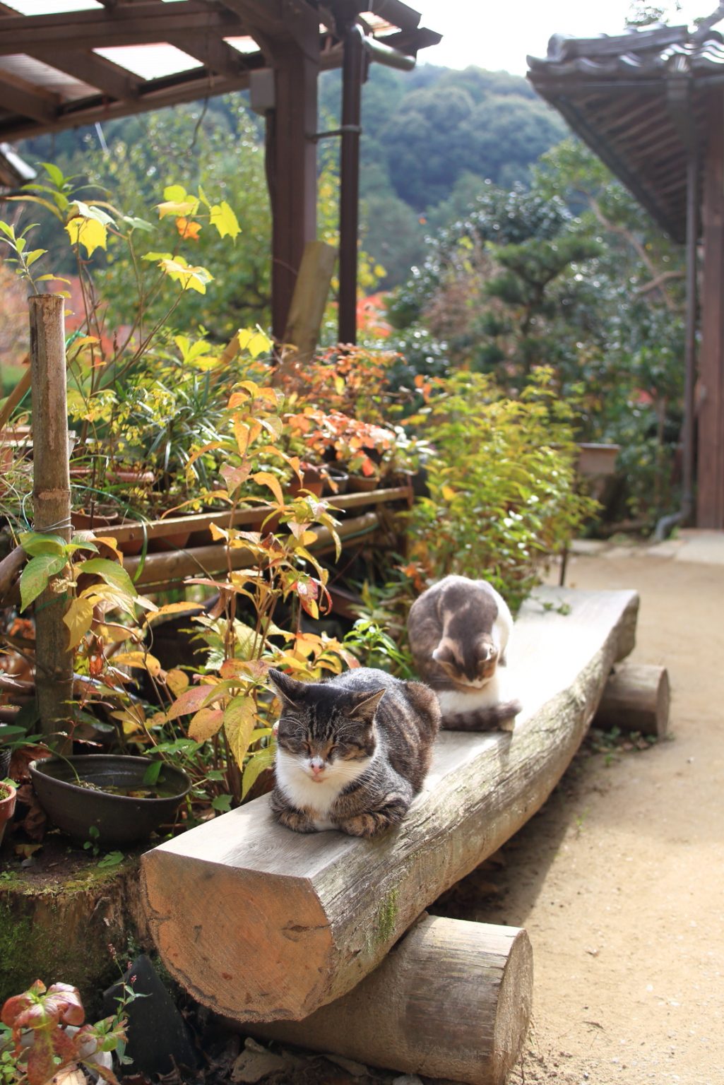「猫と過ごした不思議な時間」浄瑠璃寺│ゆかし日本、猫めぐり#13 | web太陽 ― webtaiyo