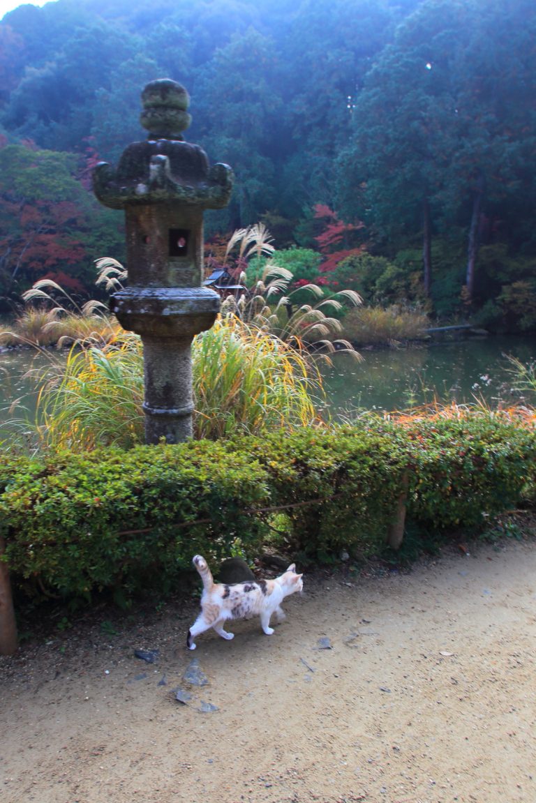 「猫と過ごした不思議な時間」浄瑠璃寺│ゆかし日本、猫めぐり#13 | web太陽 ― webtaiyo