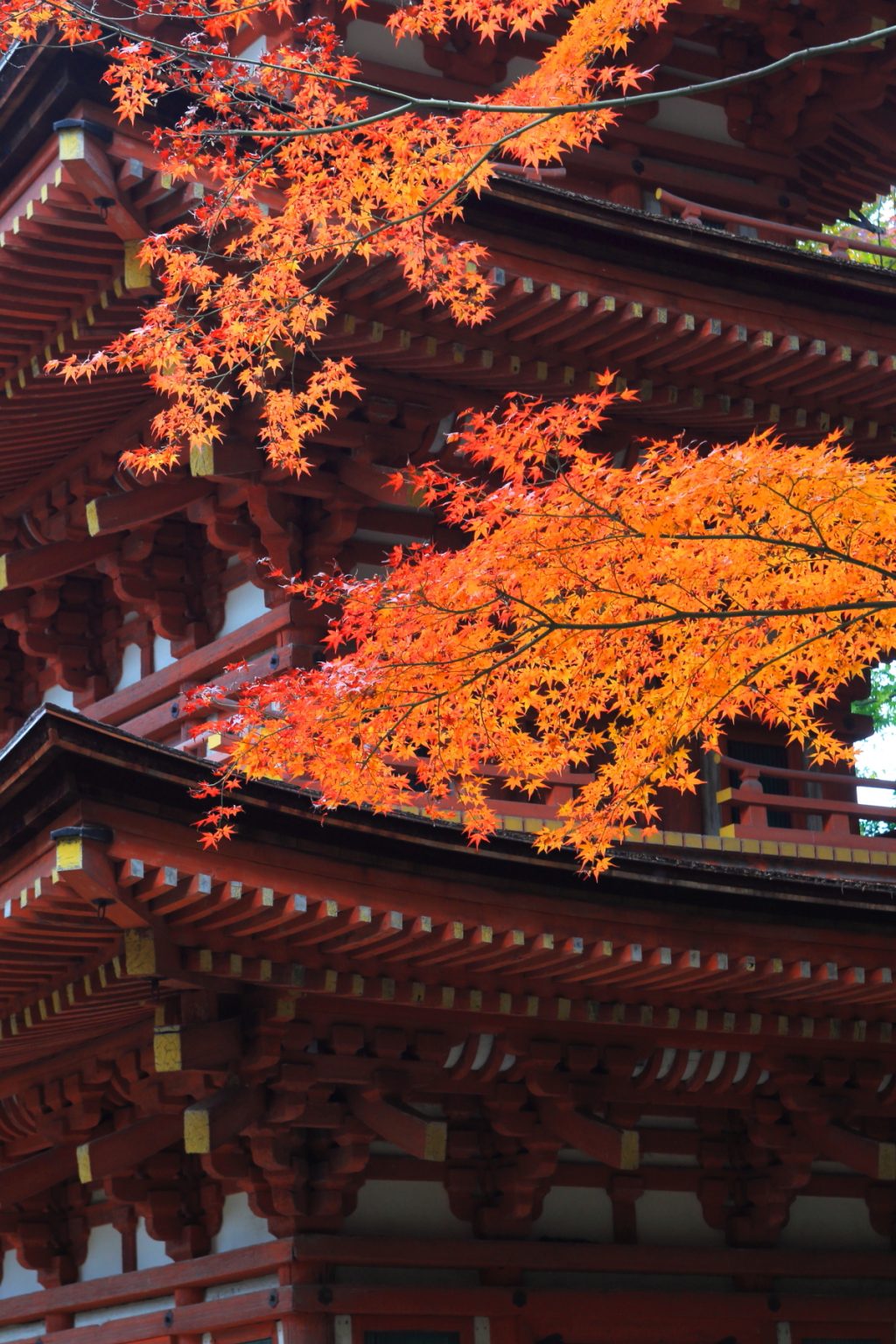 「猫と過ごした不思議な時間」浄瑠璃寺│ゆかし日本、猫めぐり#13 | web太陽 ― webtaiyo