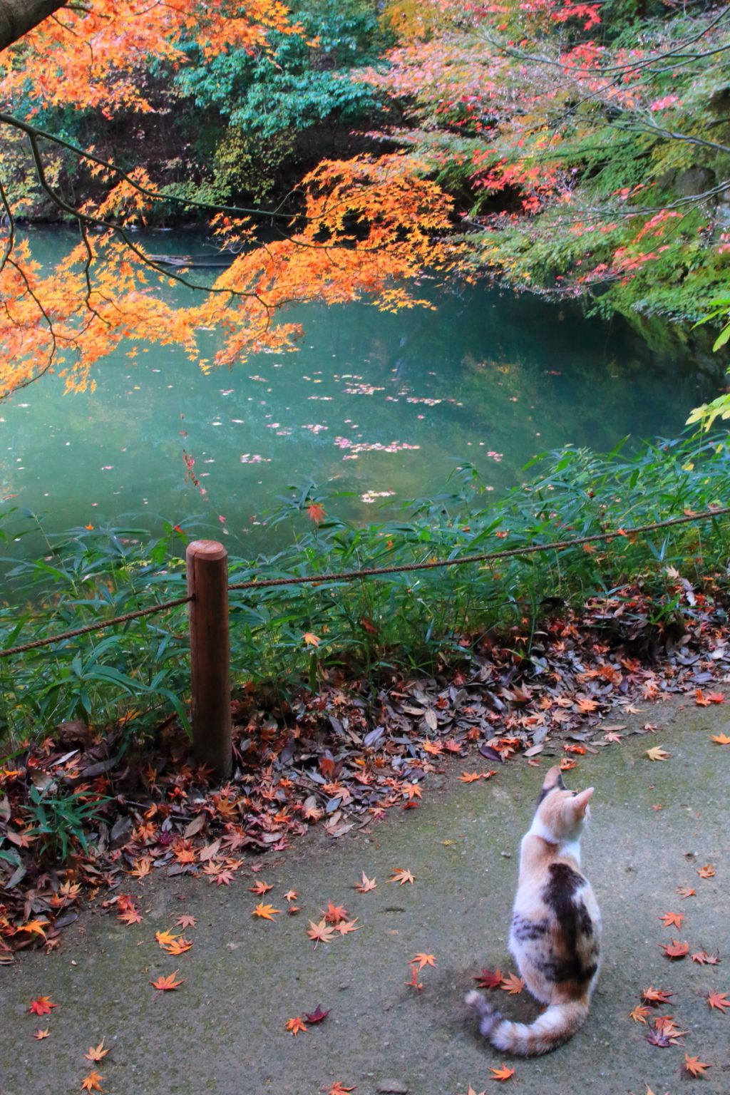 「猫と過ごした不思議な時間」浄瑠璃寺│ゆかし日本、猫めぐり#13 | web太陽 ― webtaiyo