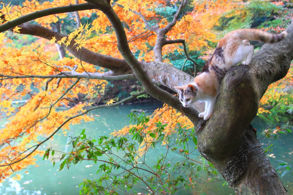 「猫と過ごした不思議な時間」浄瑠璃寺│ゆかし日本、猫めぐり#13 | web太陽 ― webtaiyo