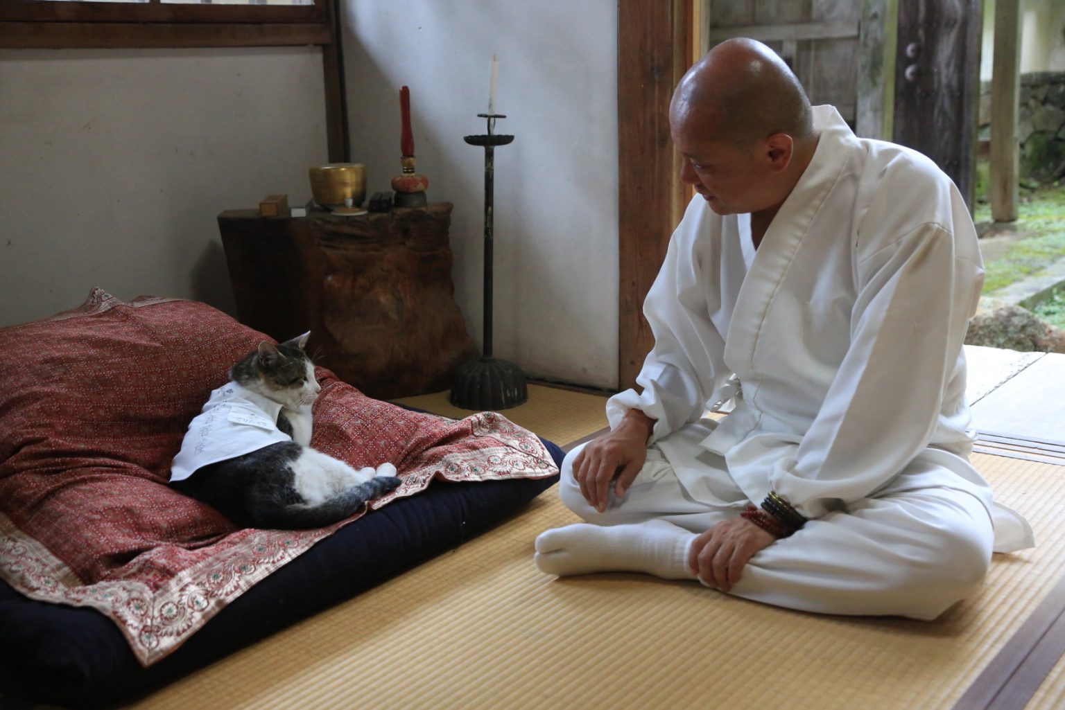 「巡礼に出た猫」観音正寺│ゆかし日本、猫めぐり#15 | web太陽 ― webtaiyo