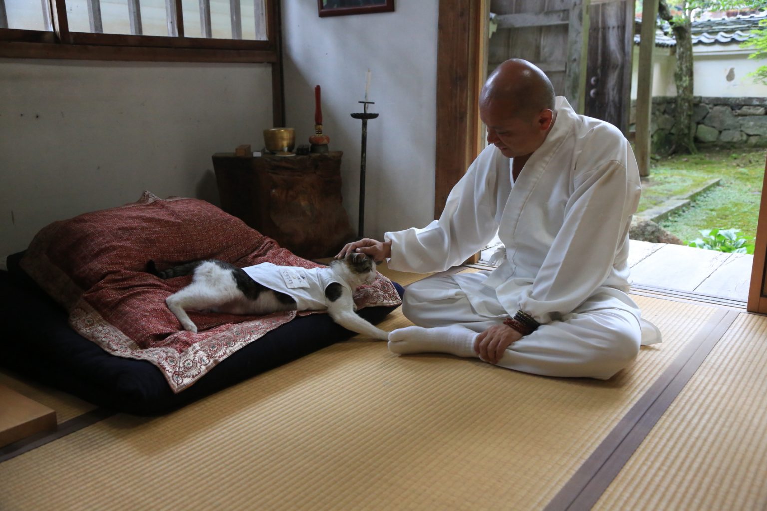 「巡礼に出た猫」観音正寺│ゆかし日本、猫めぐり#15 | web太陽 ― webtaiyo