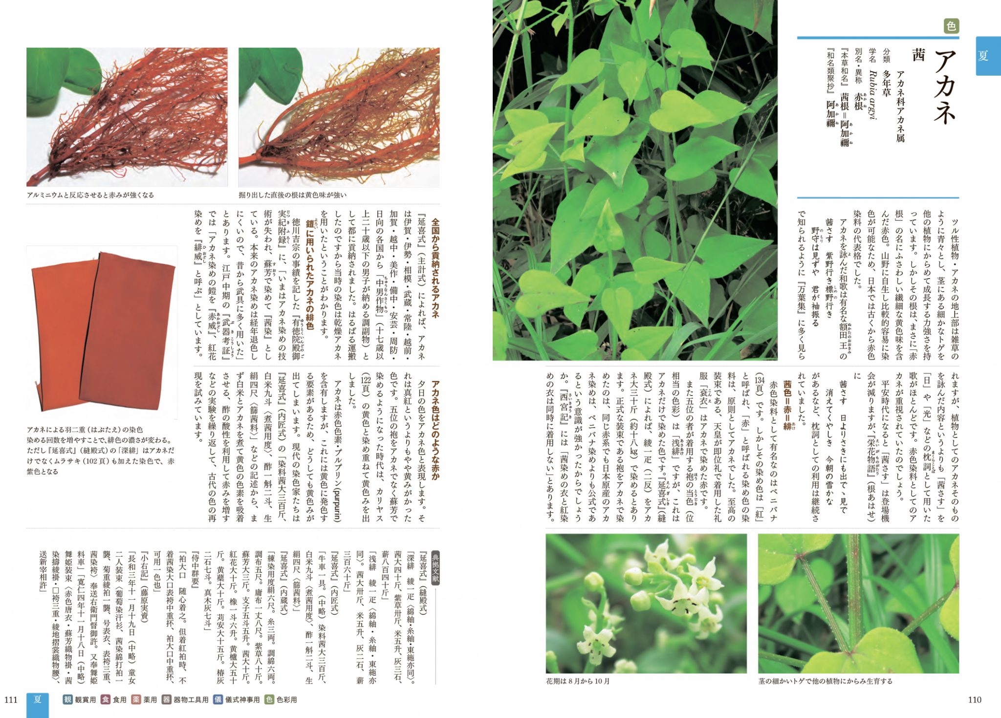 『有職植物図鑑』刊行記念 著者インタビュー | web太陽 ― webtaiyo