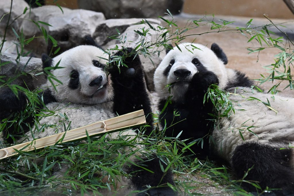 出張！毎日パンダ＃122月15日（水）面倒みのいいシンシン | web太陽 ― webtaiyo