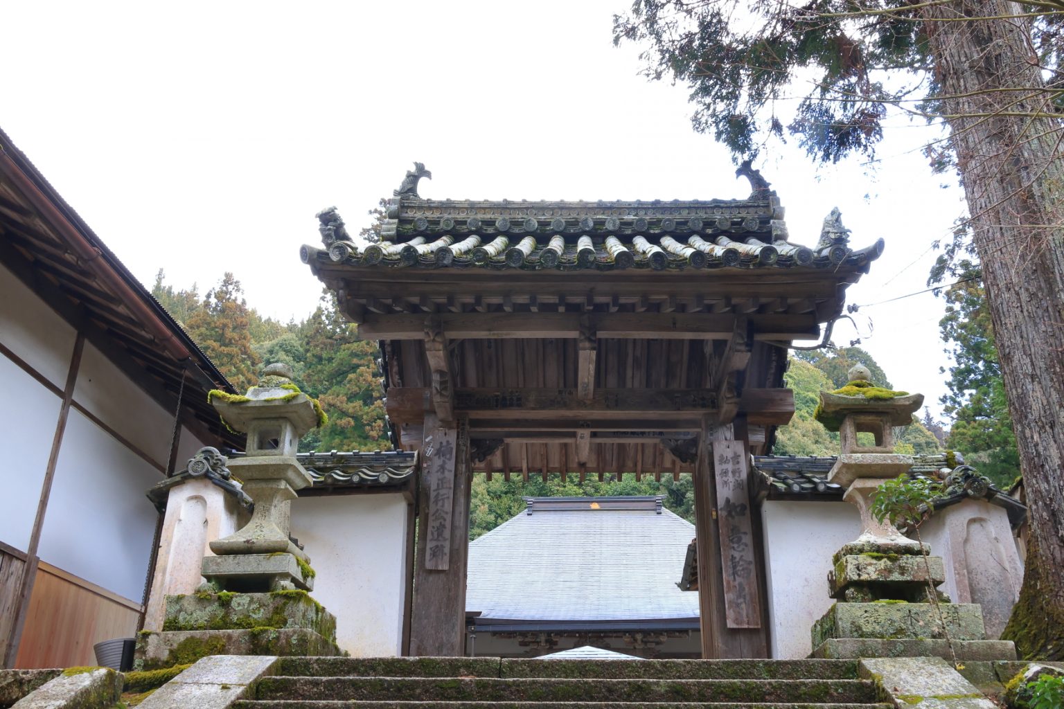 「桜の聖地で出会った猫」如意輪寺│ゆかし日本、猫めぐり#23 | web太陽 ― webtaiyo