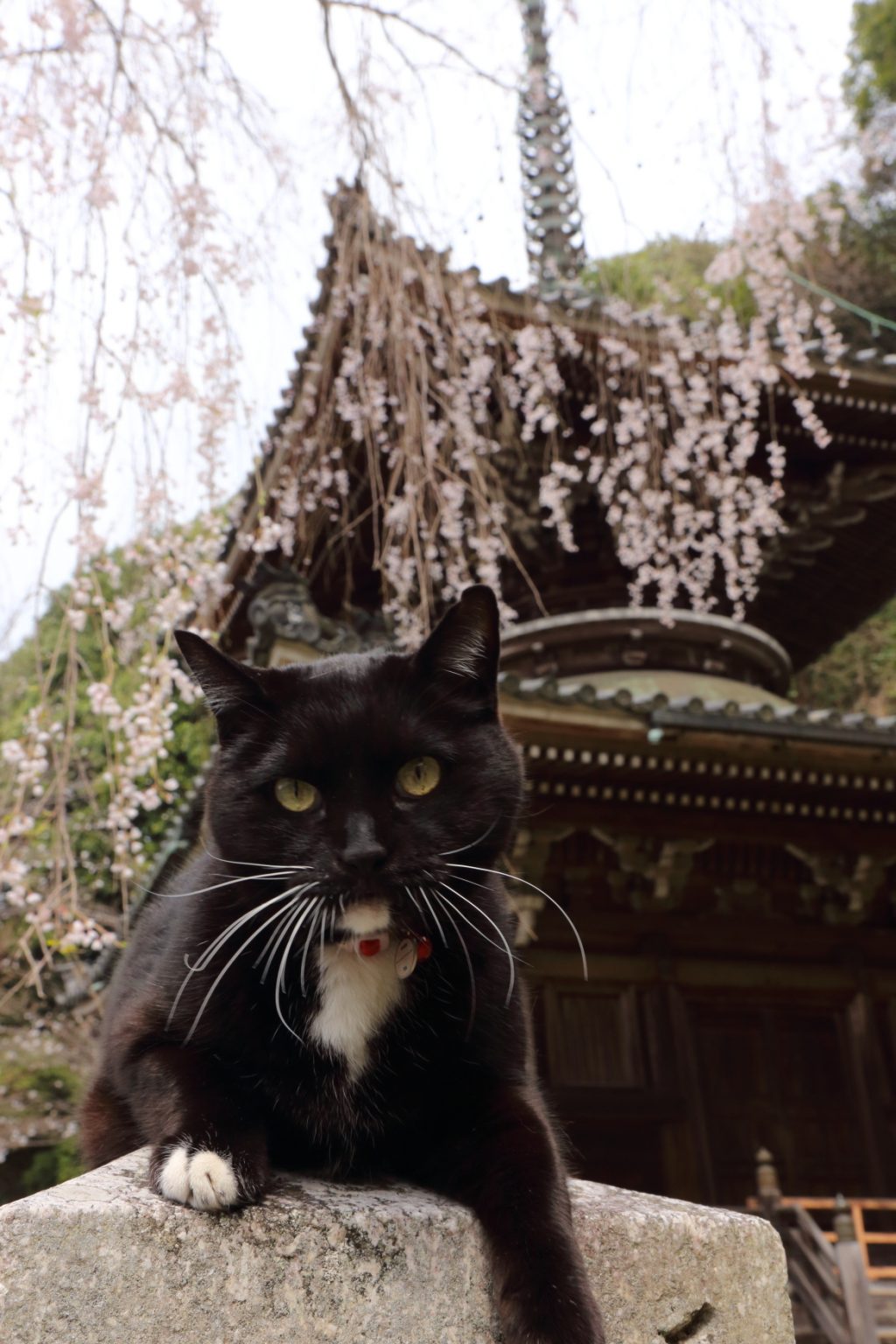 「桜の聖地で出会った猫」如意輪寺│ゆかし日本、猫めぐり#23 | web太陽 ― webtaiyo