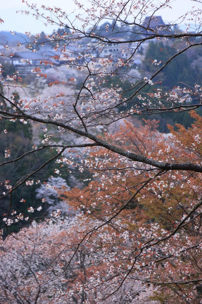 「桜の聖地で出会った猫」如意輪寺│ゆかし日本、猫めぐり#23 | web太陽 ― webtaiyo