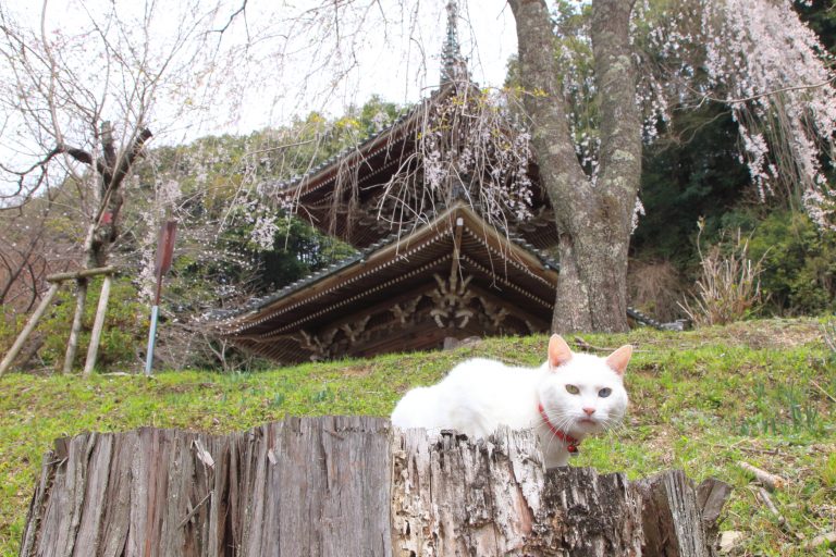 「桜の聖地で出会った猫」如意輪寺│ゆかし日本、猫めぐり#23 | web太陽 ― webtaiyo