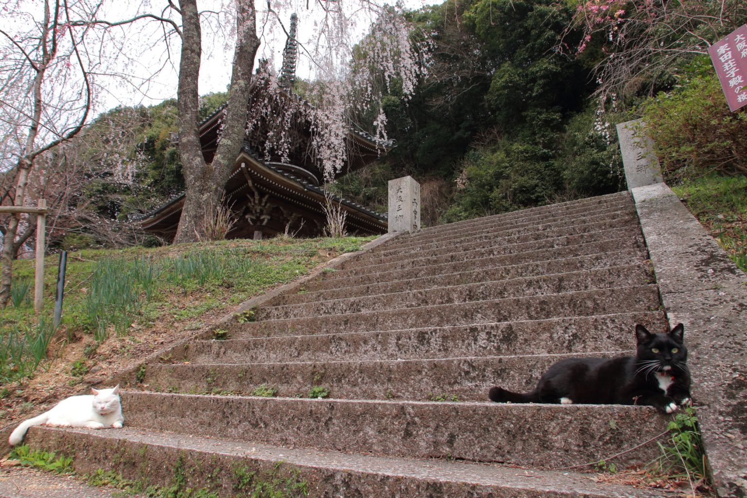 「桜の聖地で出会った猫」如意輪寺│ゆかし日本、猫めぐり#23 | web太陽 ― webtaiyo