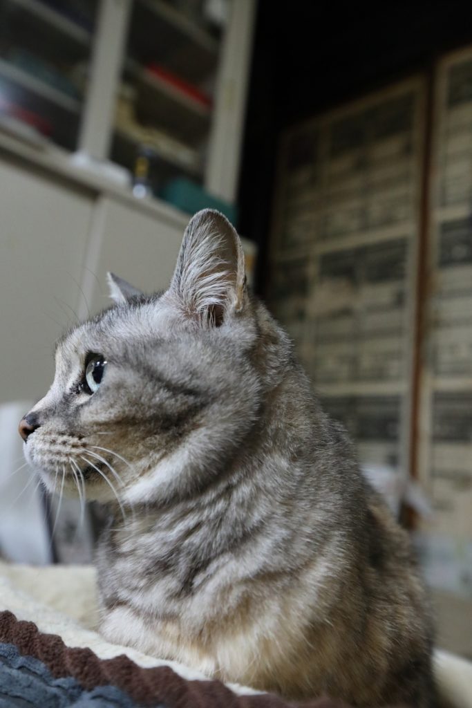 「本当は甘えん坊!?」仙龍寺│ゆかし日本、猫めぐり#25 | web太陽 ― webtaiyo