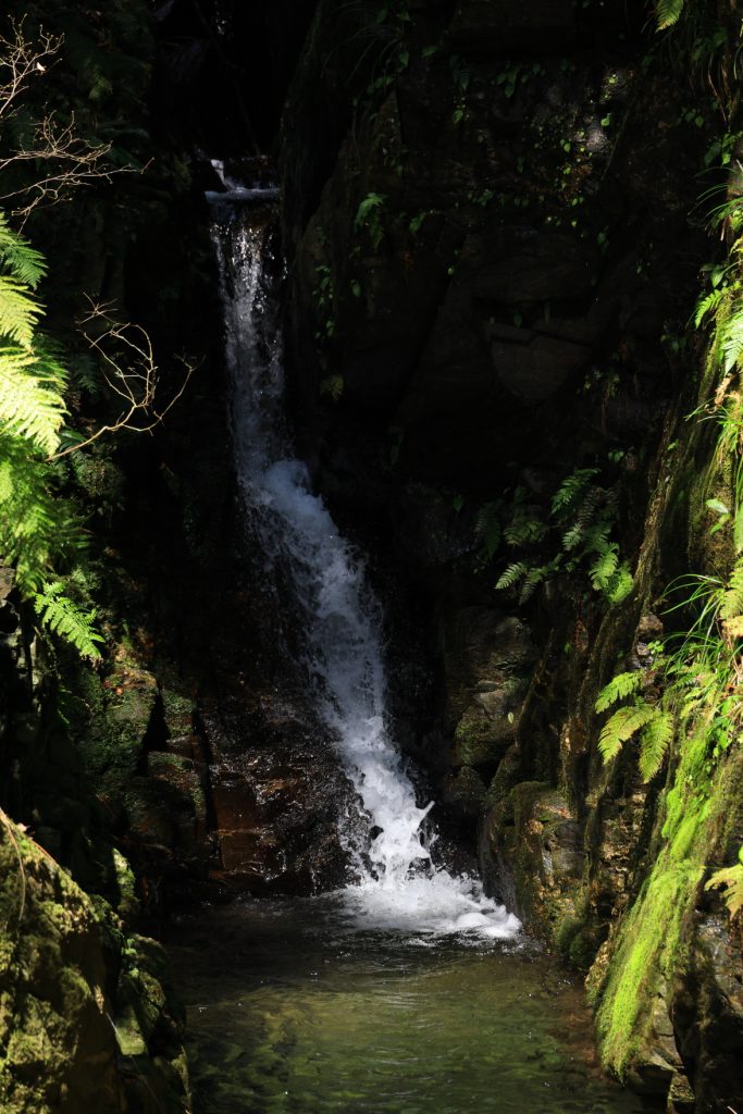 「本当は甘えん坊!?」仙龍寺│ゆかし日本、猫めぐり#25 | web太陽 ― webtaiyo