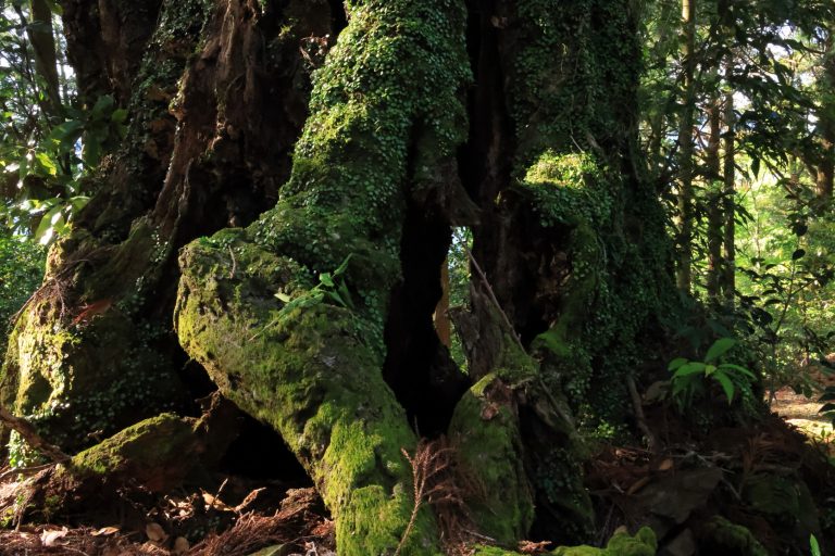空海 祈りの絶景 #7 青年真魚（まお）を追って〜太龍寺 その2〜 | web太陽 ― webtaiyo