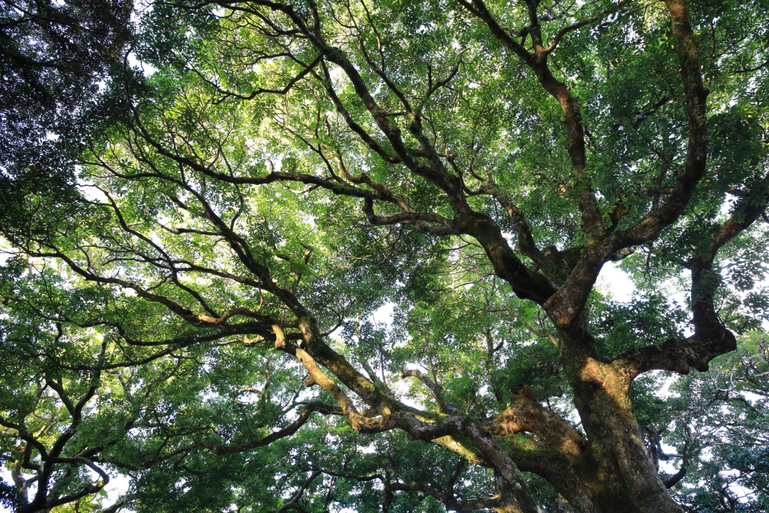空海 祈りの絶景 #9 室戸岬での修行〜高知編 その2〜 | web太陽 ― webtaiyo