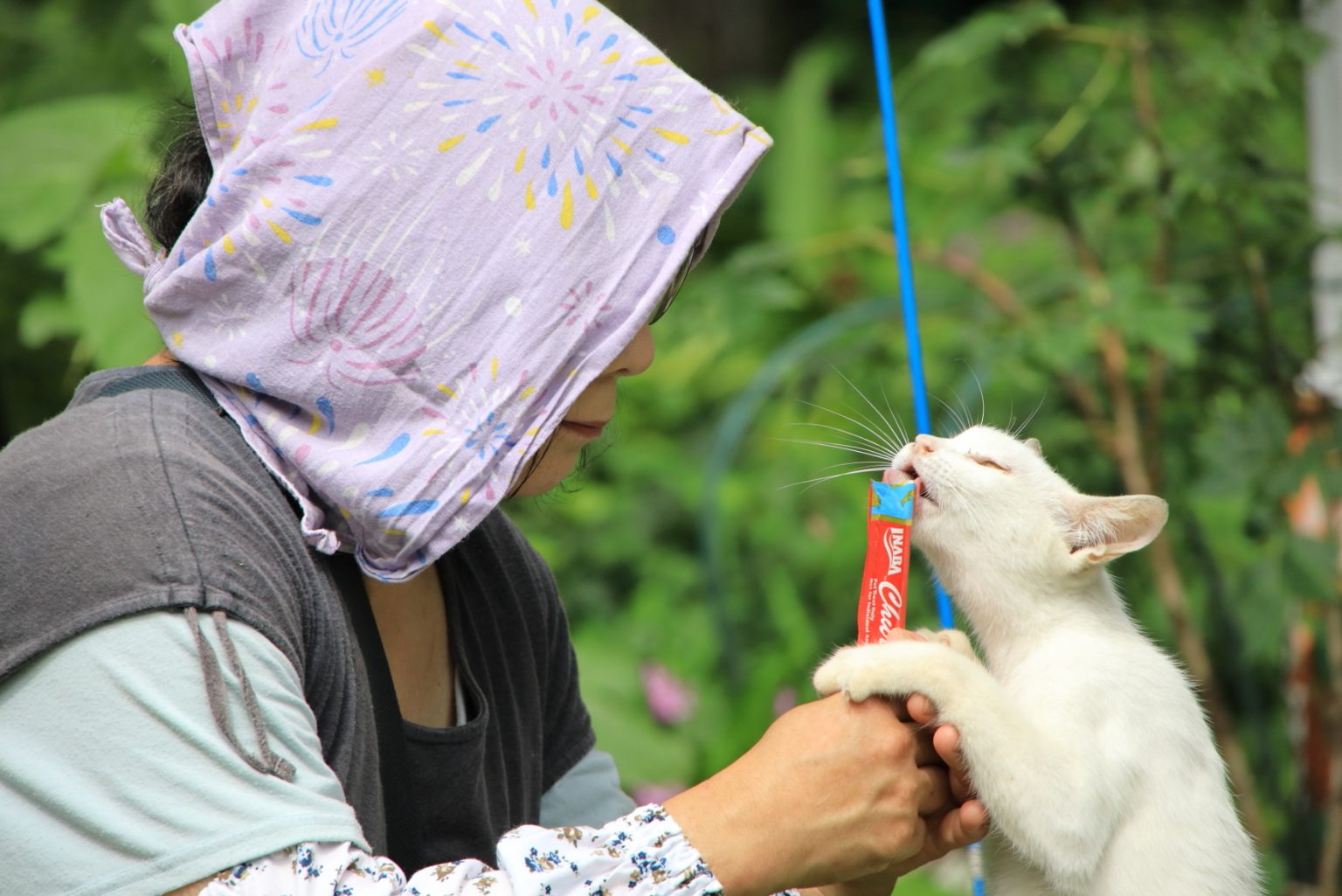 「人懐っこすぎる猫」琴平神社│ゆかし日本、猫めぐり#31 | web太陽 ― webtaiyo
