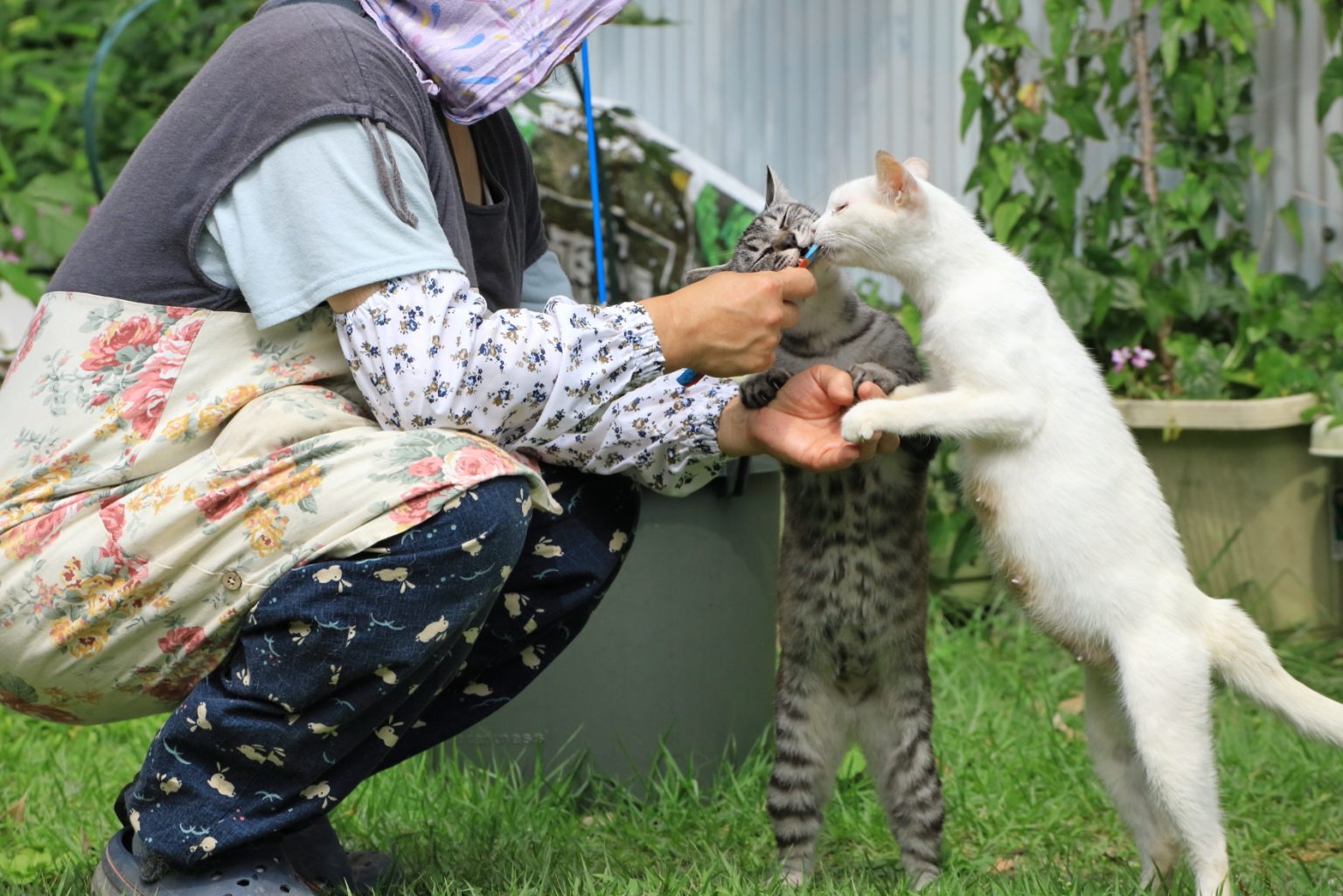「人懐っこすぎる猫」琴平神社│ゆかし日本、猫めぐり#31 | web太陽 ― webtaiyo