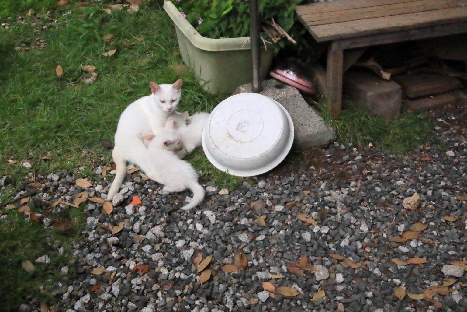 「人懐っこすぎる猫」琴平神社│ゆかし日本、猫めぐり#31 | web太陽 ― webtaiyo