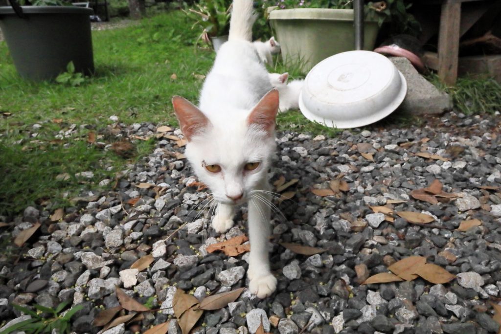 「人懐っこすぎる猫」琴平神社│ゆかし日本、猫めぐり#31 | web太陽 ― webtaiyo