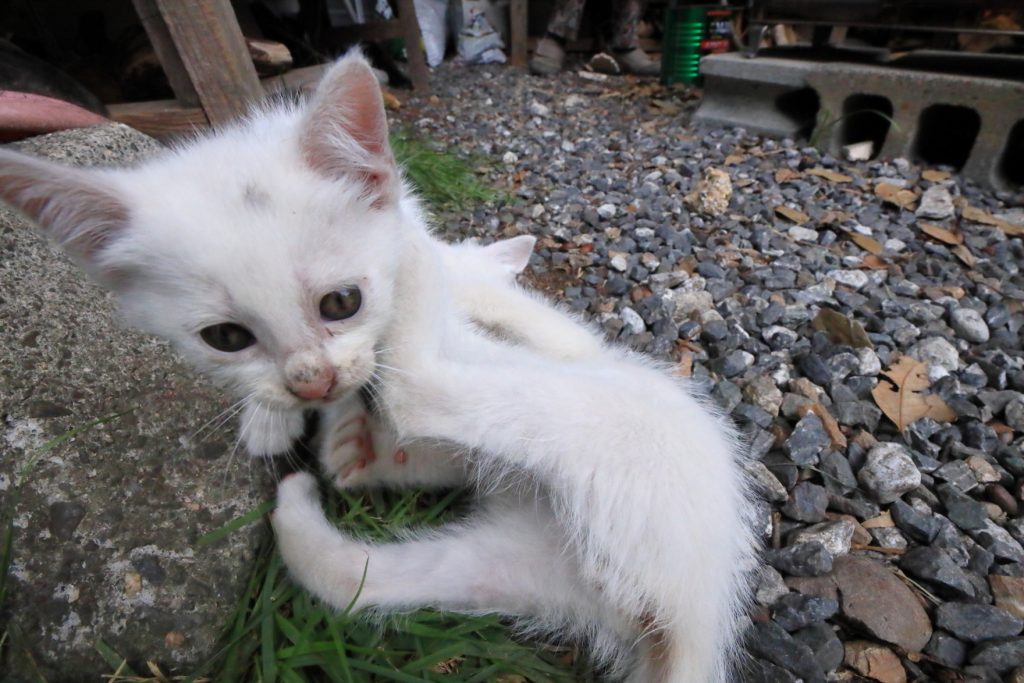 「人懐っこすぎる猫」琴平神社│ゆかし日本、猫めぐり#31 | web太陽 ― webtaiyo