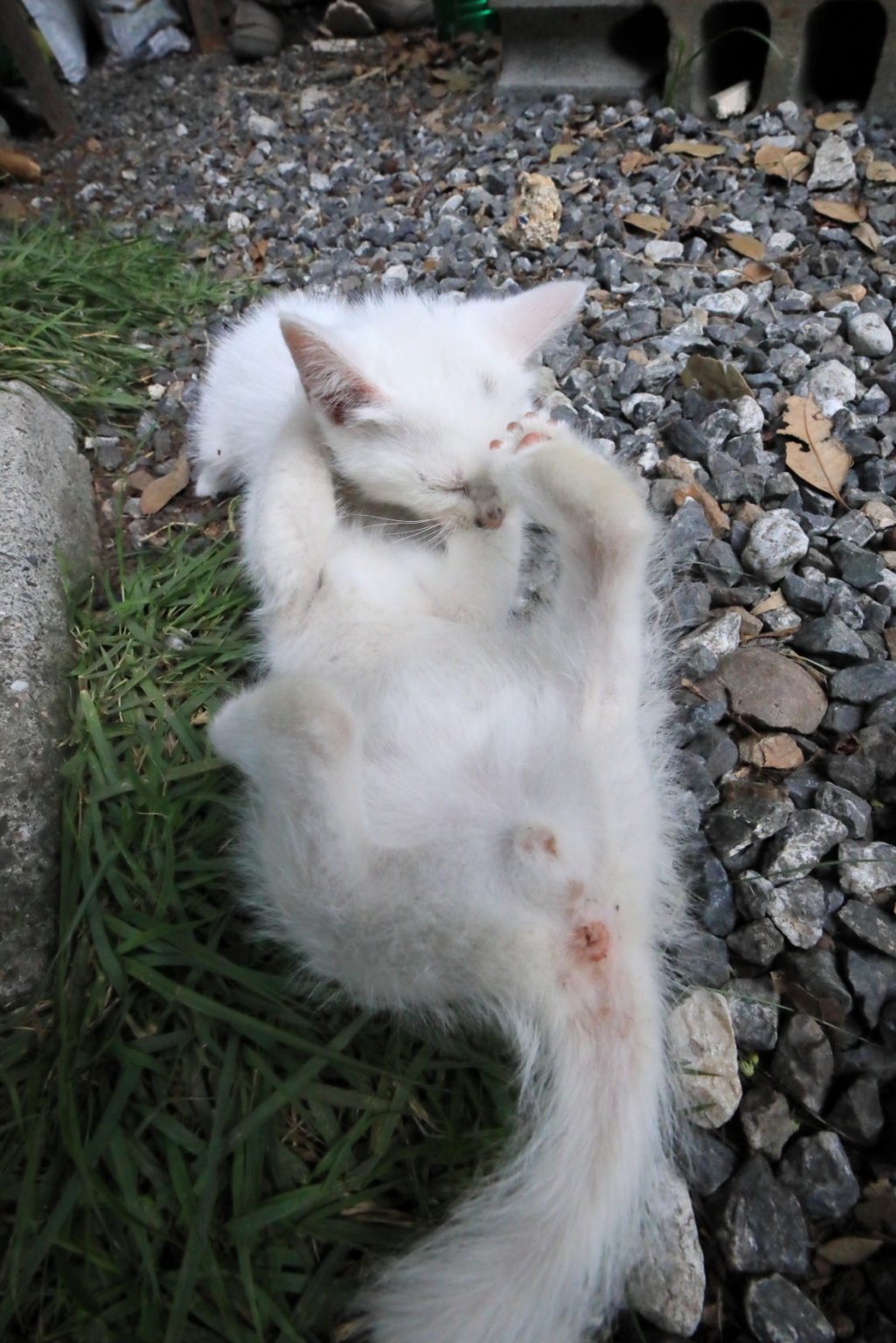 「人懐っこすぎる猫」琴平神社│ゆかし日本、猫めぐり#31 | web太陽 ― webtaiyo