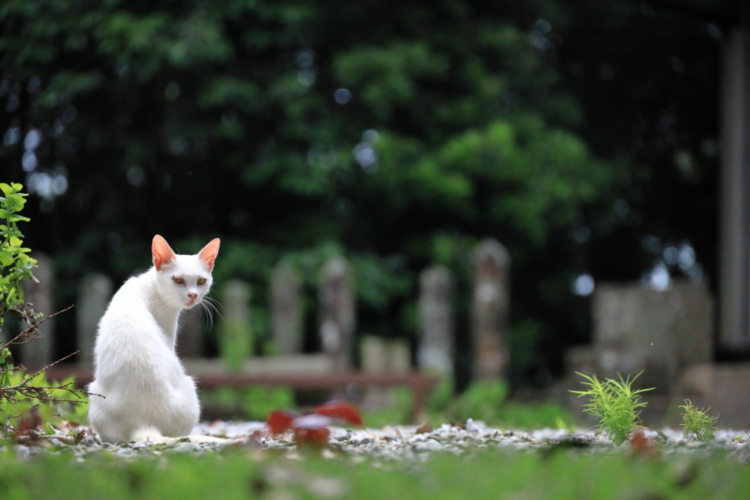 「人懐っこすぎる猫」琴平神社│ゆかし日本、猫めぐり#31 | web太陽 ― webtaiyo
