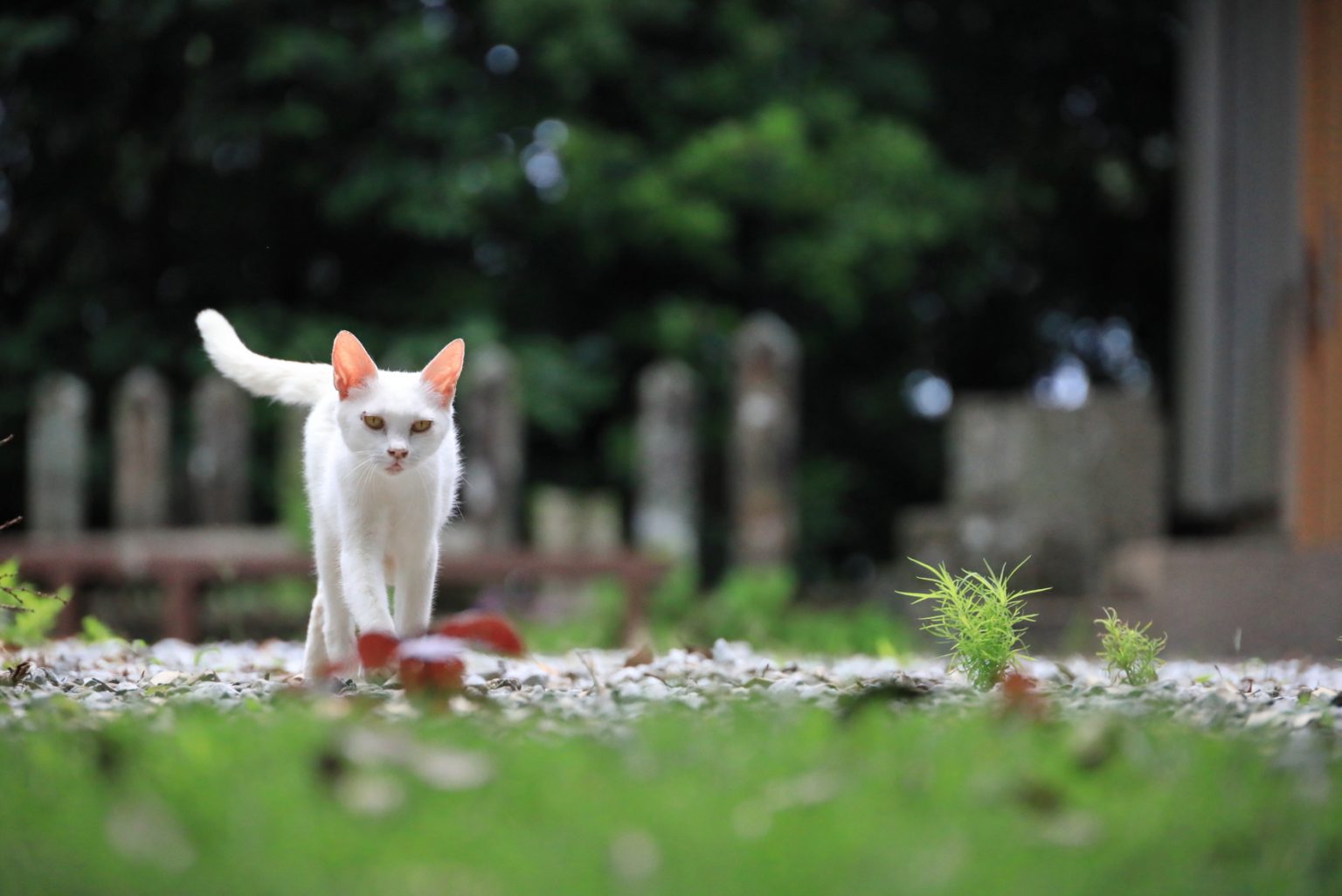 「人懐っこすぎる猫」琴平神社│ゆかし日本、猫めぐり#31 | web太陽 ― webtaiyo