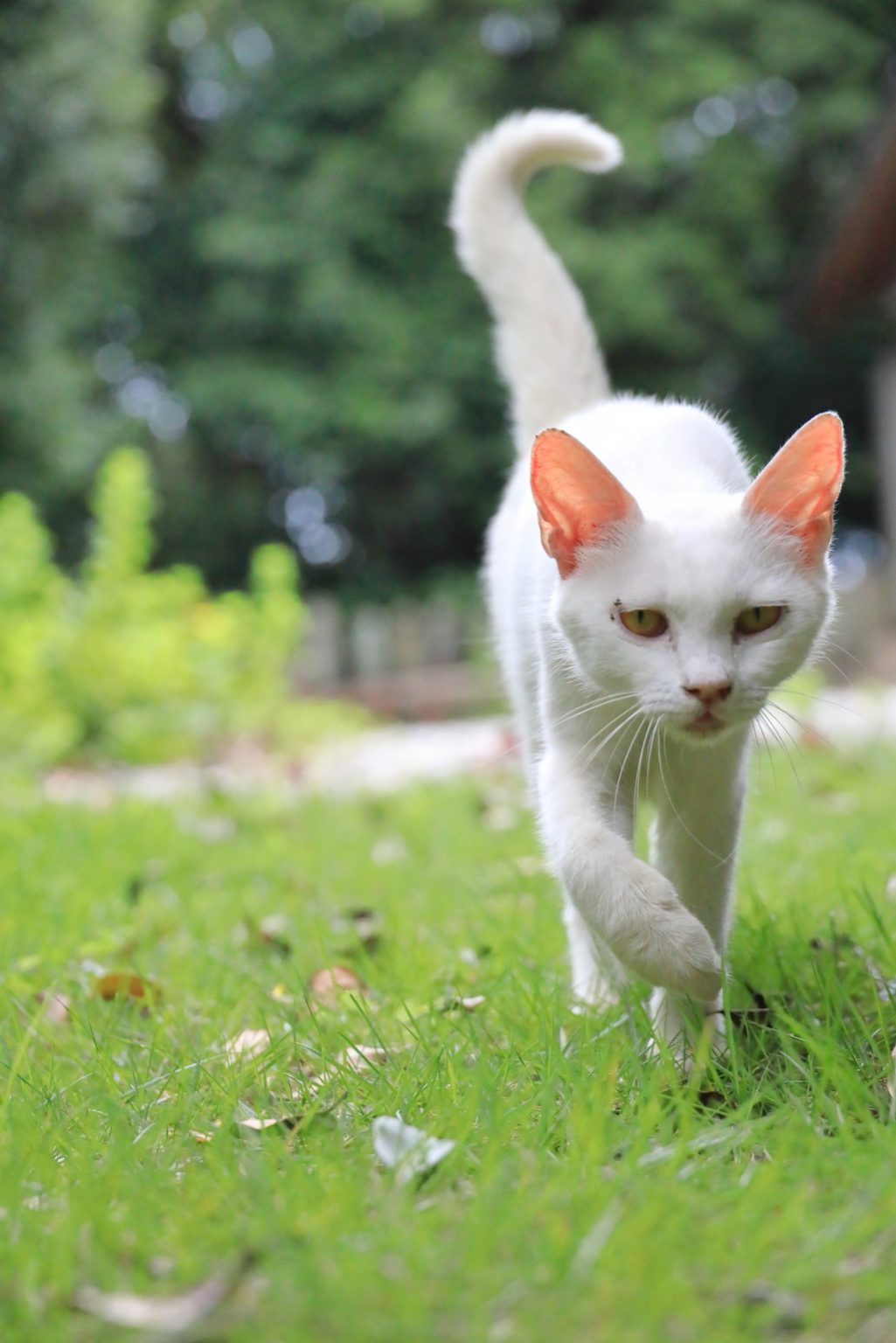 「人懐っこすぎる猫」琴平神社│ゆかし日本、猫めぐり#31 | web太陽 ― webtaiyo