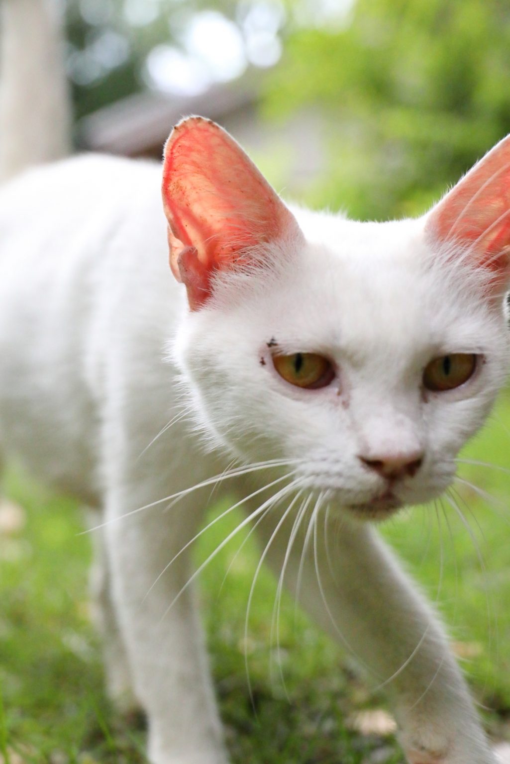 「人懐っこすぎる猫」琴平神社│ゆかし日本、猫めぐり#31 | web太陽 ― webtaiyo