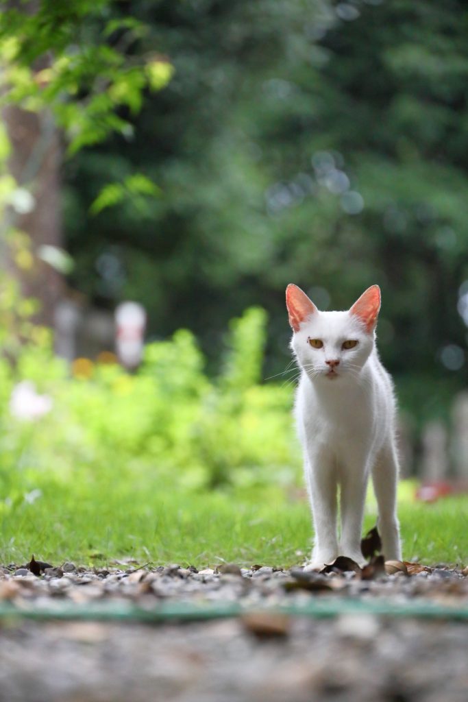 「人懐っこすぎる猫」琴平神社│ゆかし日本、猫めぐり#31 | web太陽 ― webtaiyo