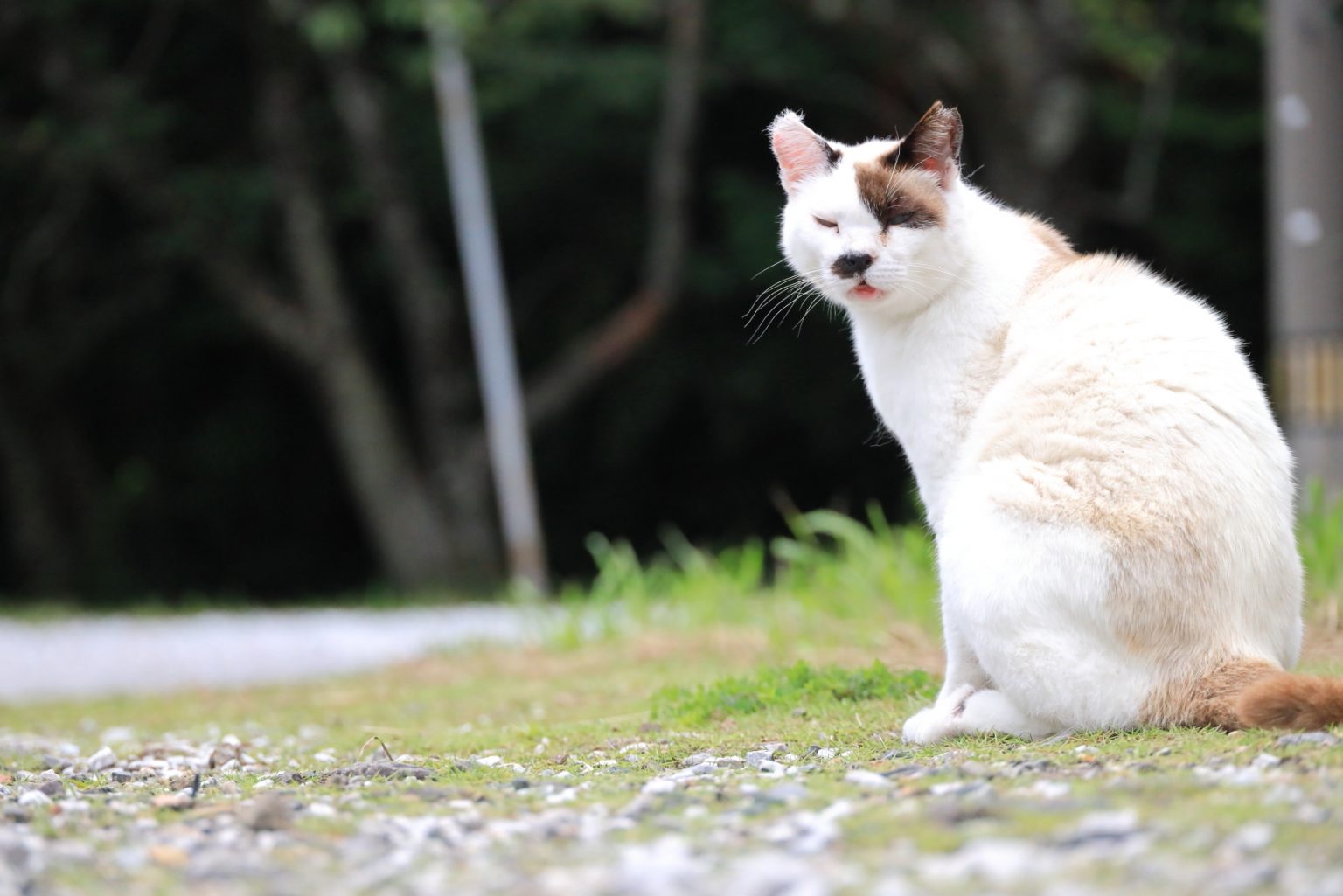 「人懐っこすぎる猫」琴平神社│ゆかし日本、猫めぐり#31 | web太陽 ― webtaiyo