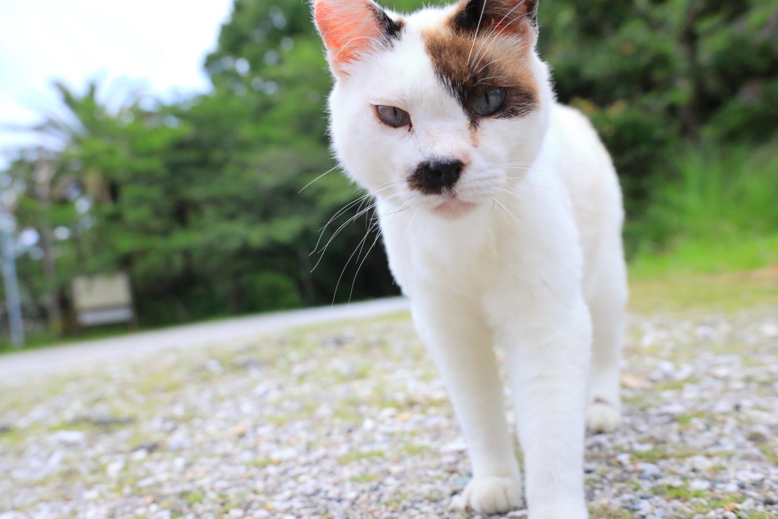「人懐っこすぎる猫」琴平神社│ゆかし日本、猫めぐり#31 | web太陽 ― webtaiyo