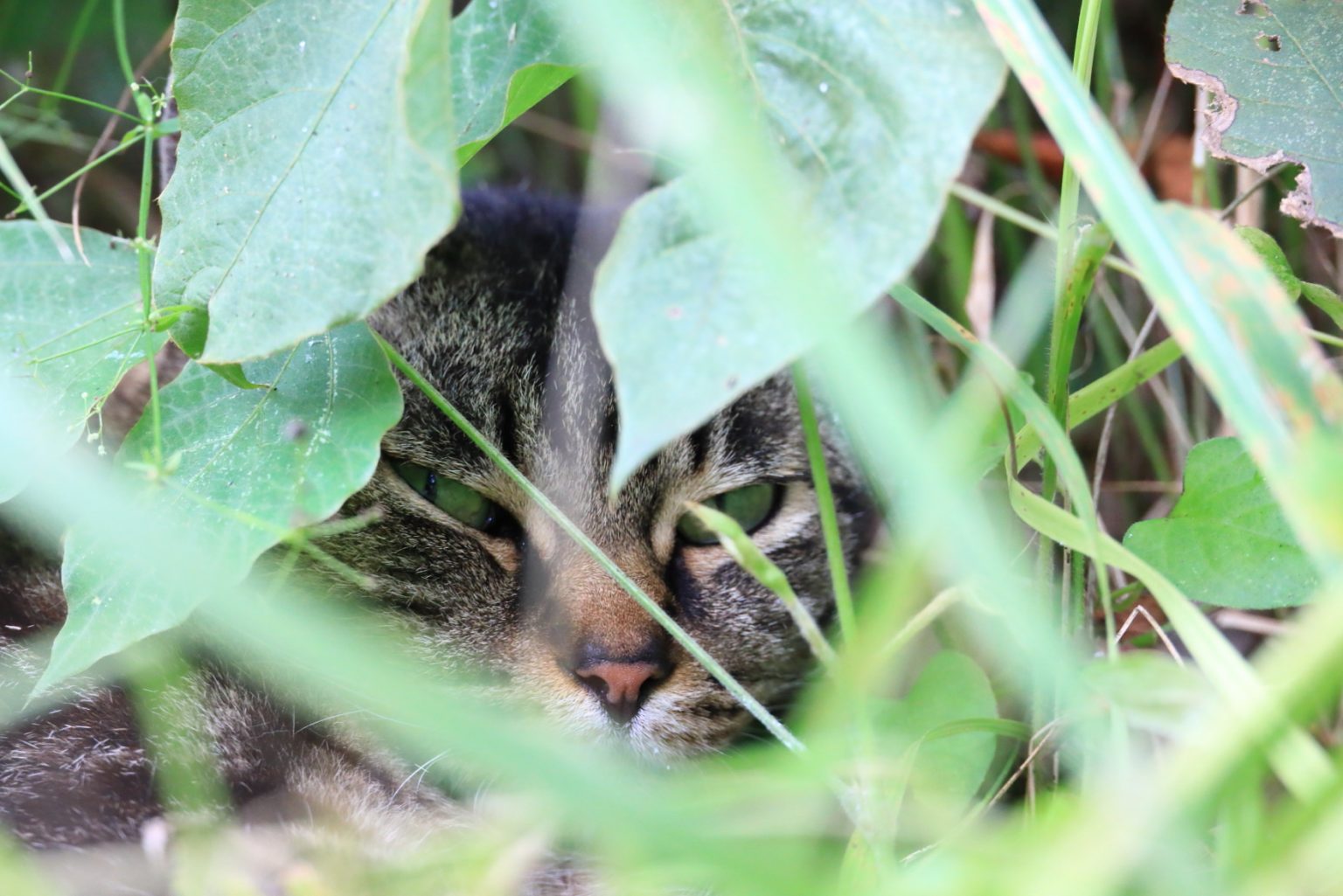 「人懐っこすぎる猫」琴平神社│ゆかし日本、猫めぐり#31 | web太陽 ― webtaiyo