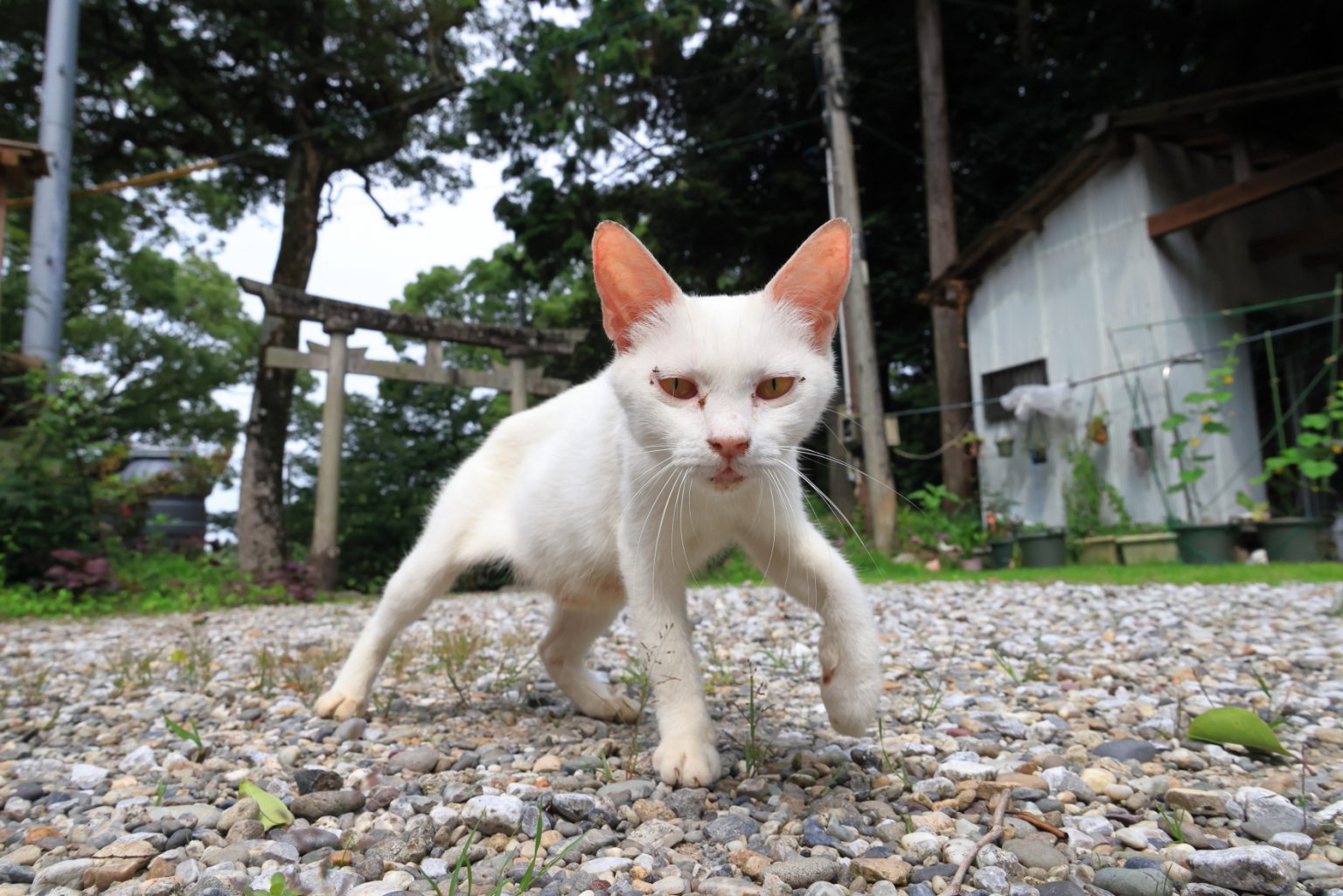 「人懐っこすぎる猫」琴平神社│ゆかし日本、猫めぐり#31 | web太陽 ― webtaiyo