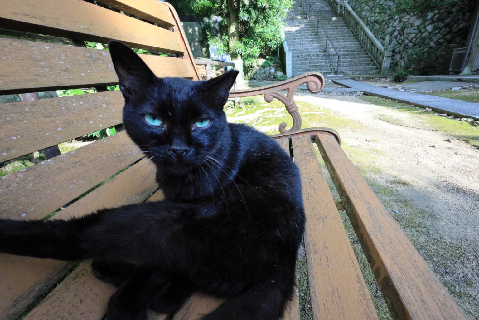 「猫に癒された一日」千光寺│ゆかし日本、猫めぐり#33 | web太陽 ― webtaiyo