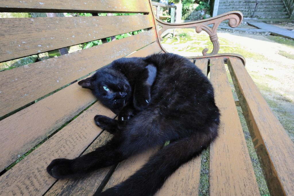 「猫に癒された一日」千光寺│ゆかし日本、猫めぐり#33 | web太陽 ― webtaiyo