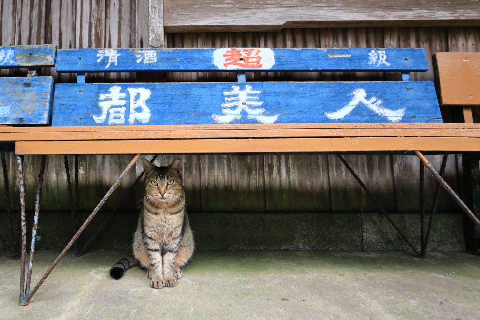 「猫に癒された一日」千光寺│ゆかし日本、猫めぐり#33 | web太陽 ― webtaiyo