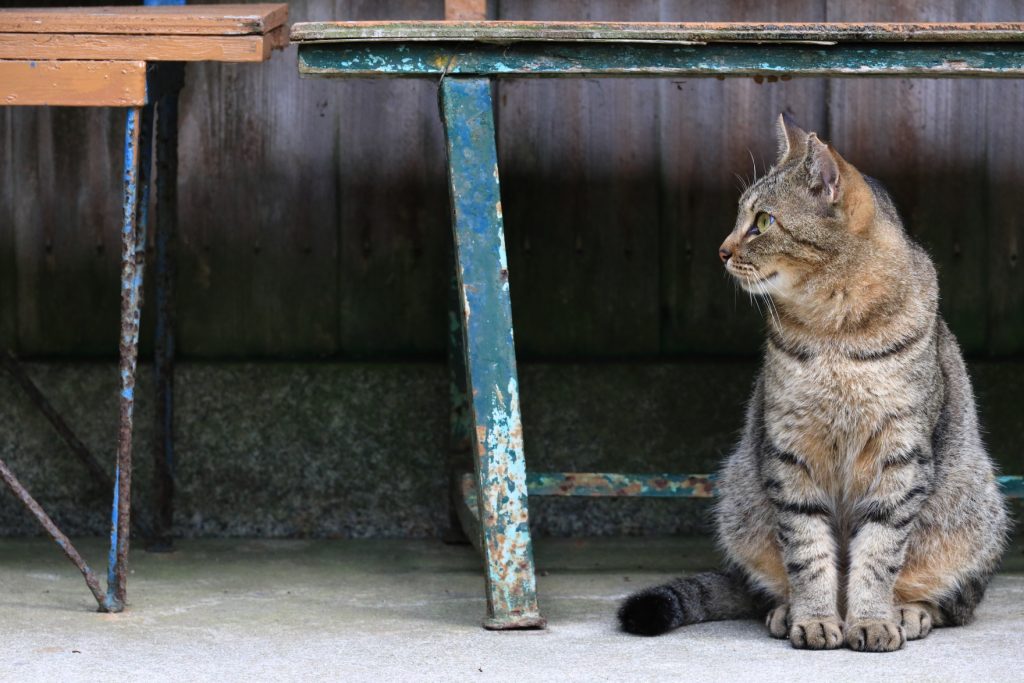 「猫に癒された一日」千光寺│ゆかし日本、猫めぐり#33 | web太陽 ― webtaiyo