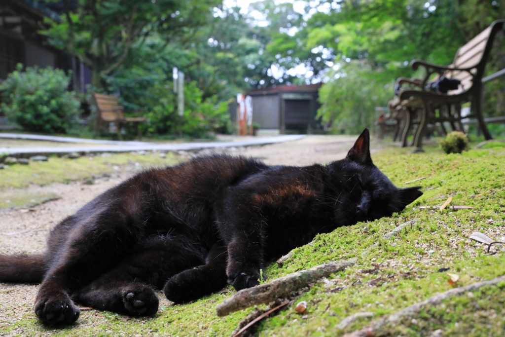 「猫に癒された一日」千光寺│ゆかし日本、猫めぐり#33 | web太陽 ― webtaiyo