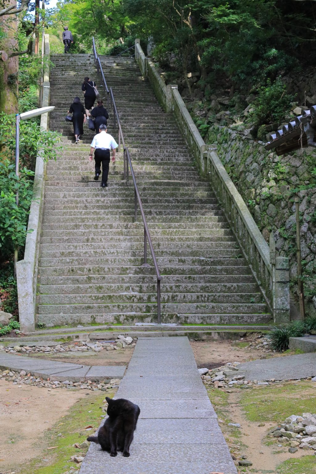 「猫に癒された一日」千光寺│ゆかし日本、猫めぐり#33 | web太陽 ― webtaiyo
