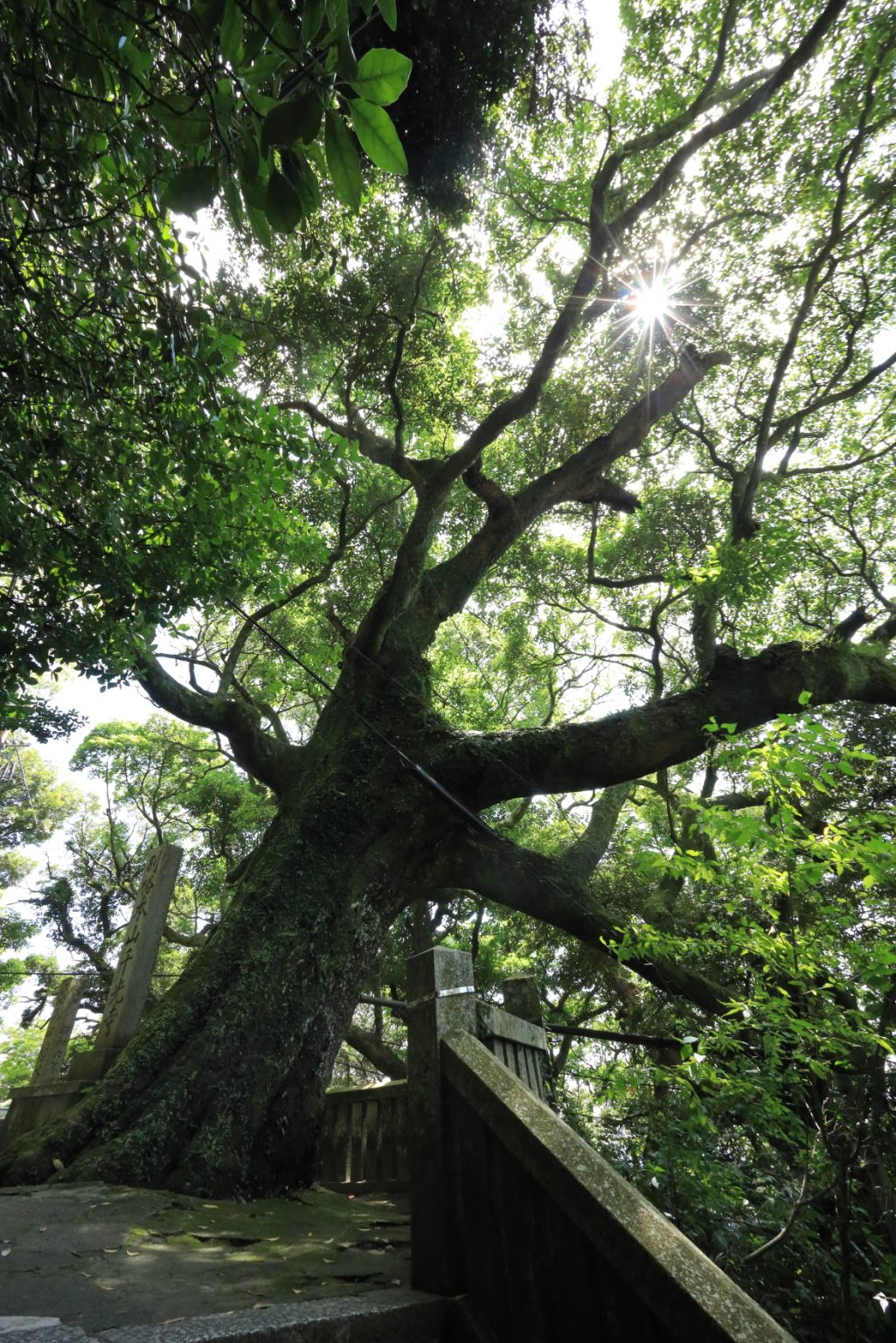 「猫に癒された一日」千光寺│ゆかし日本、猫めぐり#33 | web太陽 ― webtaiyo
