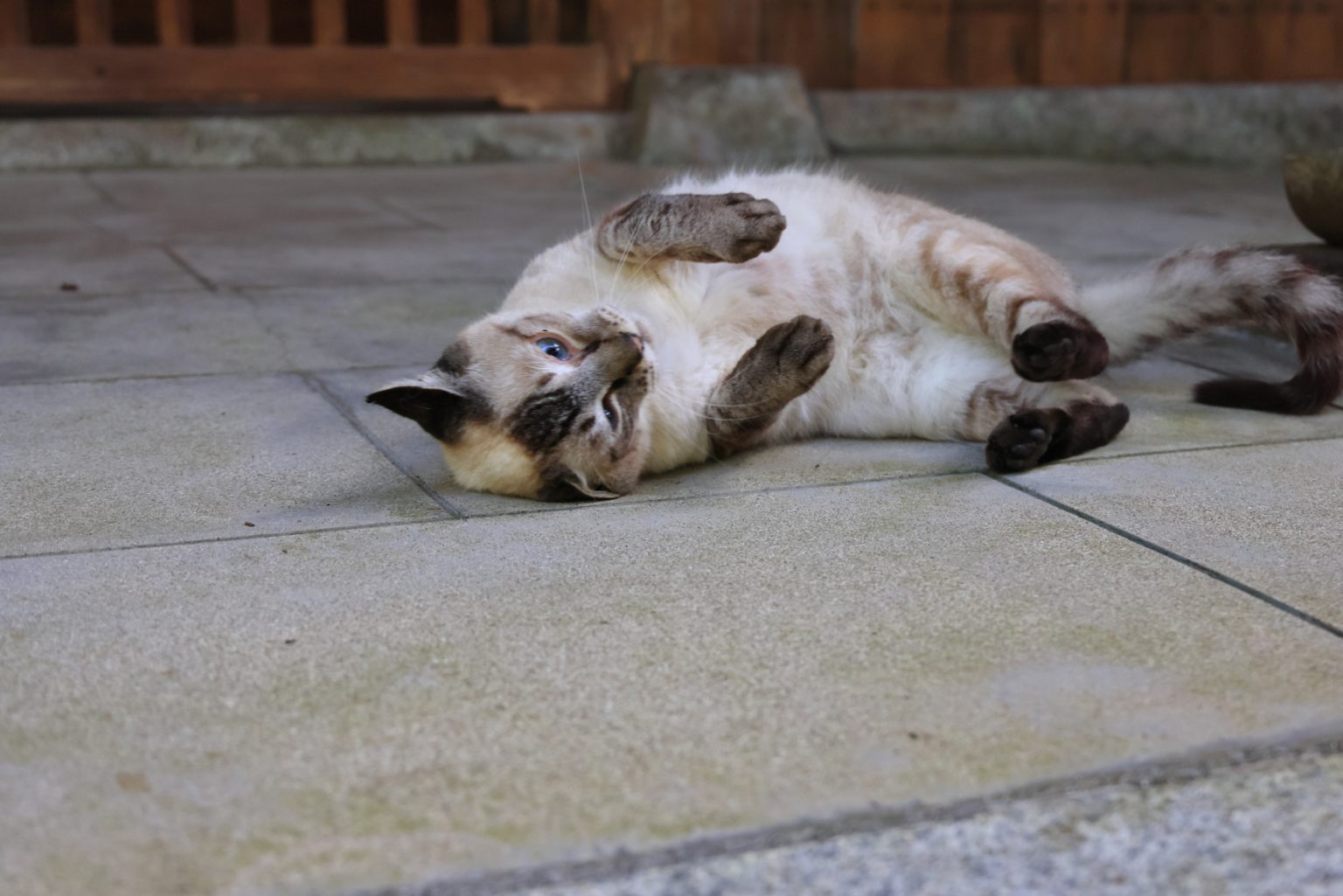 「猫に癒された一日」千光寺│ゆかし日本、猫めぐり#33 | web太陽 ― webtaiyo