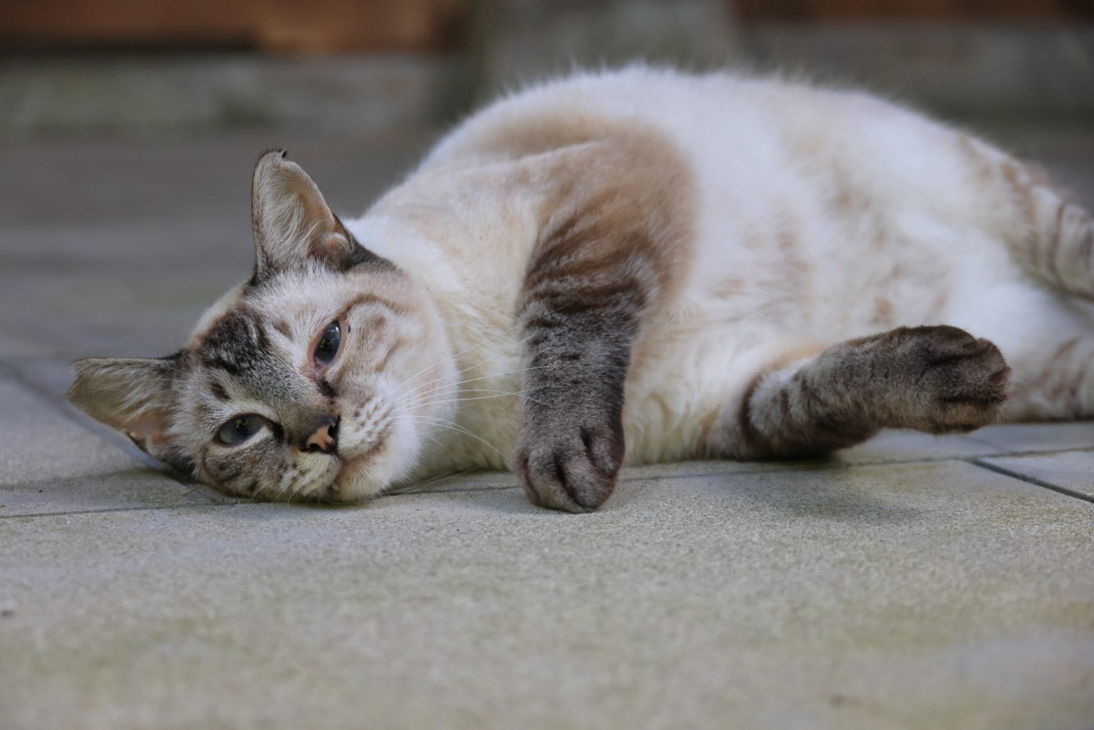 「猫に癒された一日」千光寺│ゆかし日本、猫めぐり#33 | web太陽 ― webtaiyo