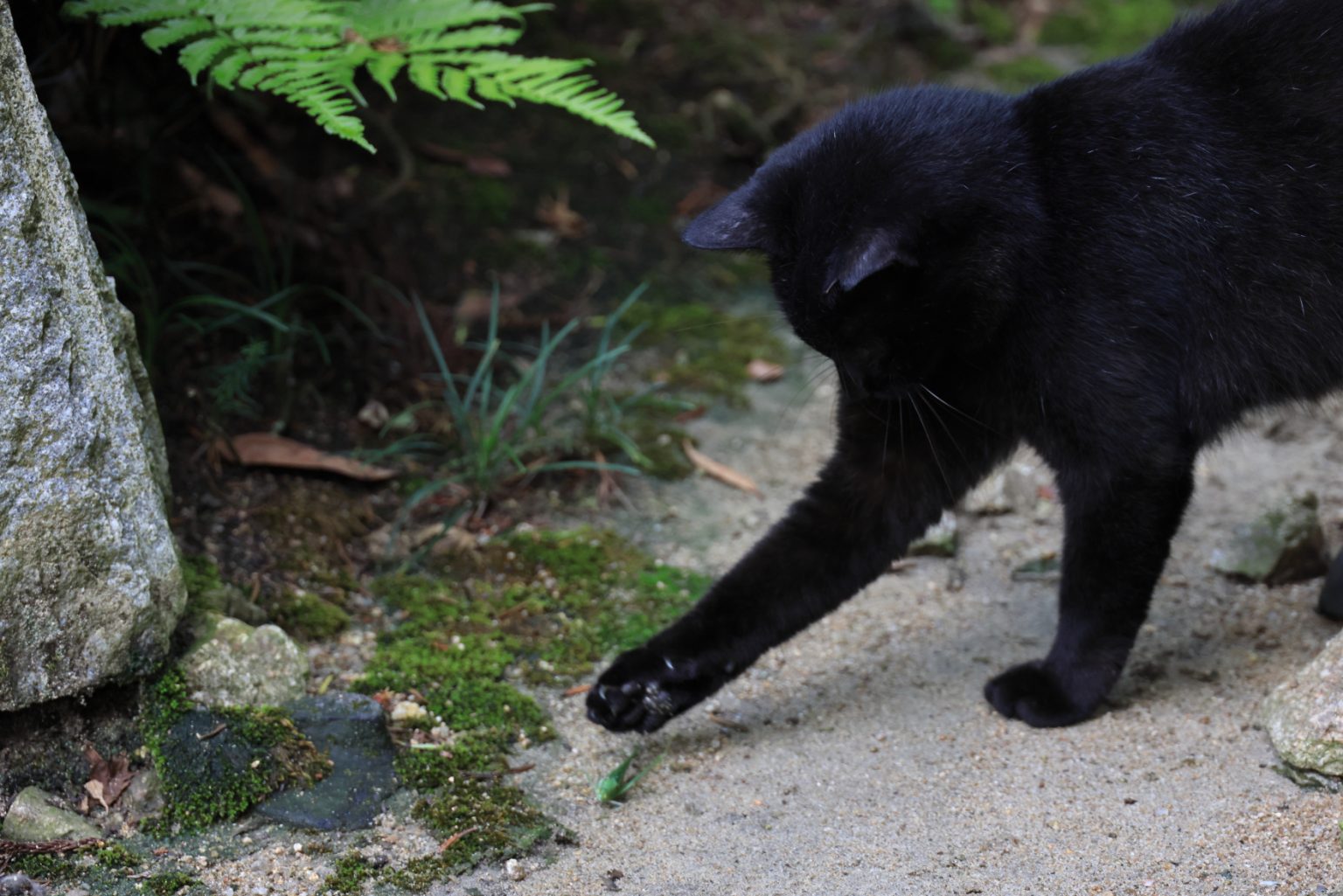 「猫に癒された一日」千光寺│ゆかし日本、猫めぐり#33 | web太陽 ― webtaiyo