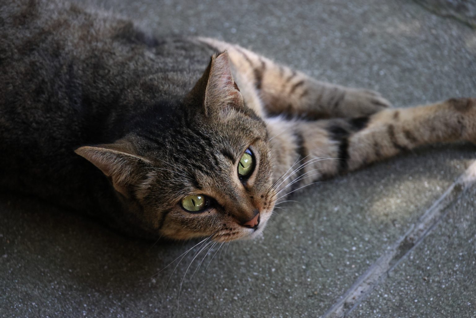 「猫に癒された一日」千光寺│ゆかし日本、猫めぐり#33 | web太陽 ― webtaiyo