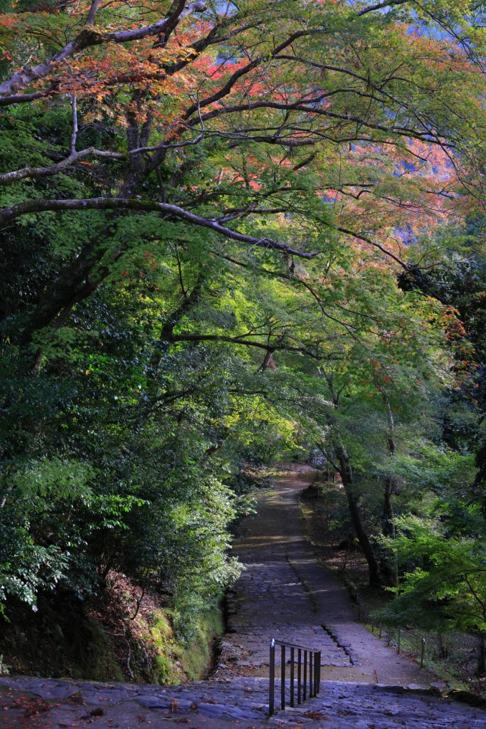 空海 祈りの絶景 #17 神護寺その1〜空海と最澄〜 | web太陽 ― webtaiyo