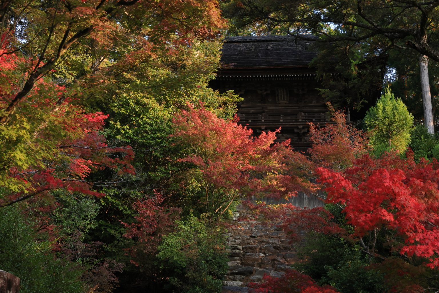 空海 祈りの絶景 #18 神護寺その2〜密教をめぐる最澄との交流 その後〜 | web太陽 ― webtaiyo